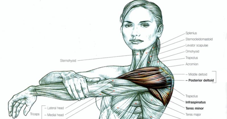 Read This Before Ever Stretching Again (and that includes for your back ...