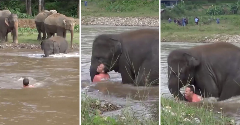 Scientific proof that elephants have feelings of love, empathy, anger ...