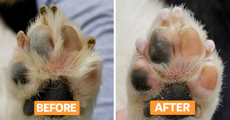 The Secret to Stopping Your Dog’s Paws from Splitting and Bleeding