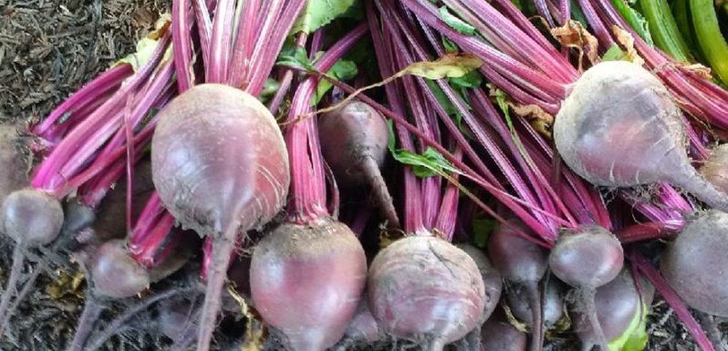 The Health Benefits of Beets After Eating Them For Two Weeks