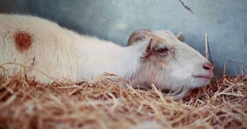 Rescued Goat Falls into Depression When Separated From His Best Friend