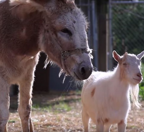 Rescued Goat Falls into Depression When Separated From His Best Friend