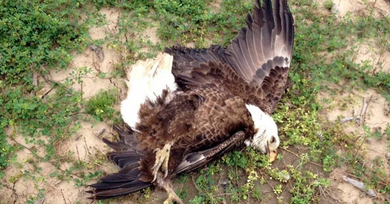 Bald Eagles Keep Dying Because of Lead Poisoning And No One’s Talking ...