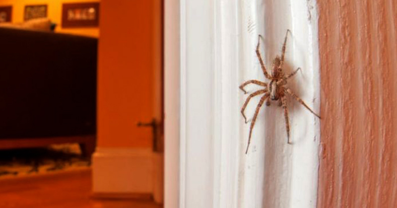 Entomologist Explains How Common House Spiders Can Actually Keep Our ...