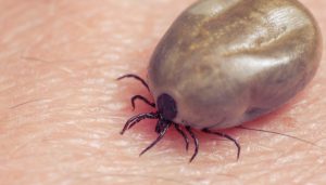 Summer is Here... So are the Ticks