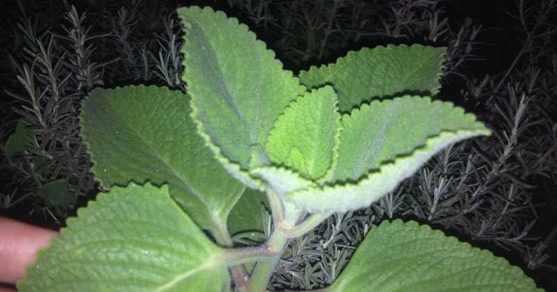 Cuban Oregano: Uses, Benefits, Recipes, And More