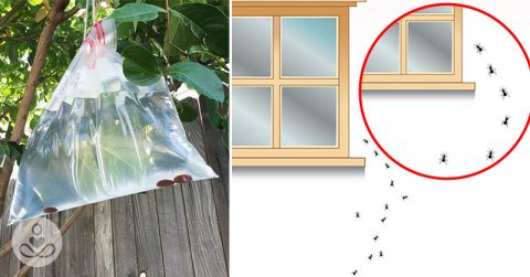 How to Keep Bugs Out of Your House this Summer (8 Natural Methods)