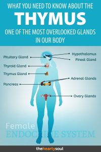 What You Need to Know About the Thymus: A Gland No One Talks About ...
