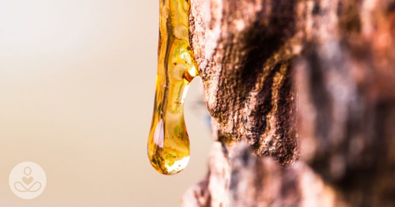 What are Tree Resins and Do They Have Health Benefits?