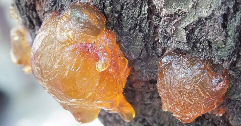 What are Tree Resins and Do They Have Health Benefits?