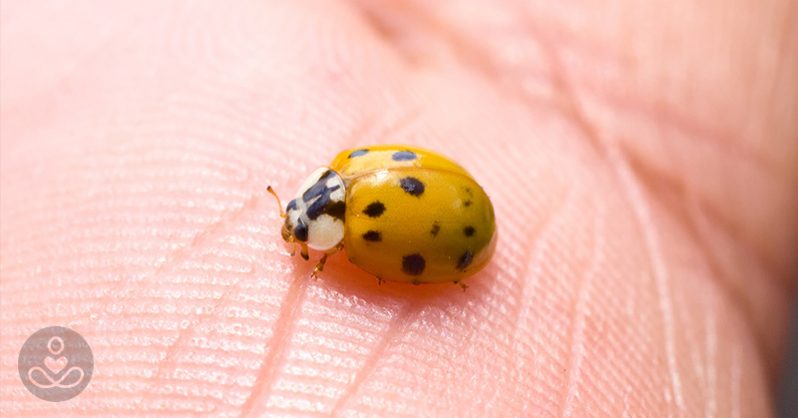 These Ladybug Impostors are not Here to Bring You Good Luck, They're ...