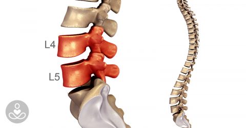 What To Know About Your L4-L5 Spinal Segment - The Hearty Soul : The ...