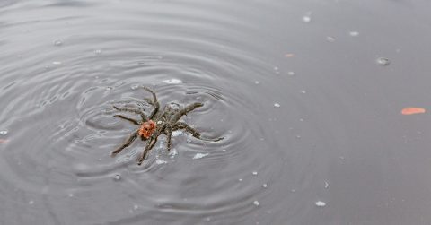 Swimming Tarantula Caught On Video Is Kind Of Freaking People Out