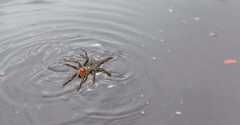 Swimming Tarantula Caught On Video Is Kind Of Freaking People Out