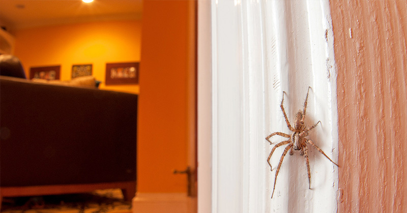What You Should Do When You Find a Spider in Your Home