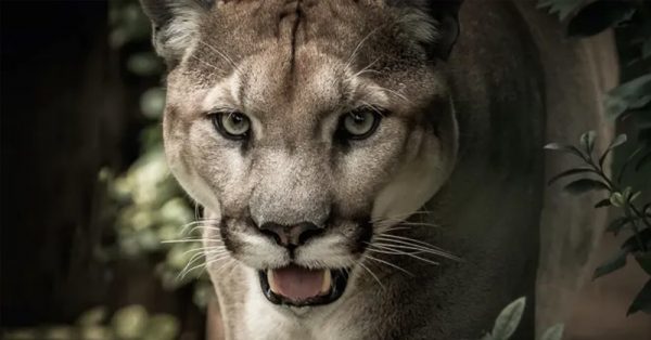 The Eastern Puma Has Been Officially Declared Extinct