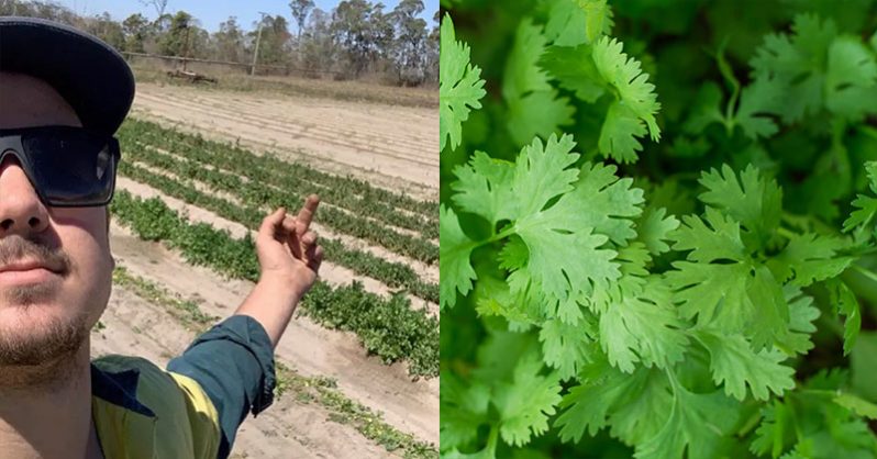 February 24 Was International ‘I Hate Cilantro Day” : The Hearty Soul