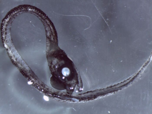 When Researchers Discovered an Underwater Volcanic Range it was Teeming ...