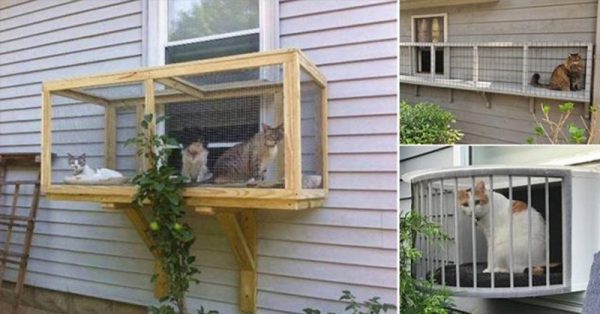 Screened Cat Patios, ‘Catios’, are a Great Way to Keep Your Cats Safe
