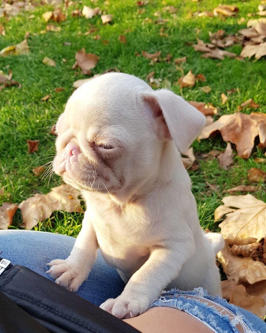Meet Milkshake, the Rare Pink Pug Stealing Hearts on Instagram
