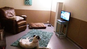 Animal Shelter Living Room - This Shelter Created Something So Clever