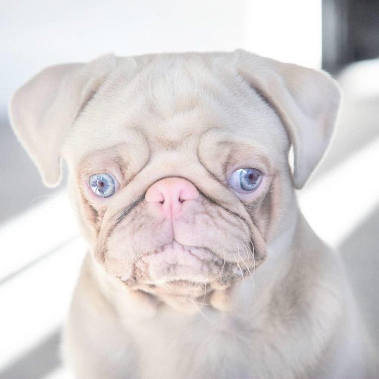 Meet Milkshake, the Rare Pink Pug Stealing Hearts on Instagram