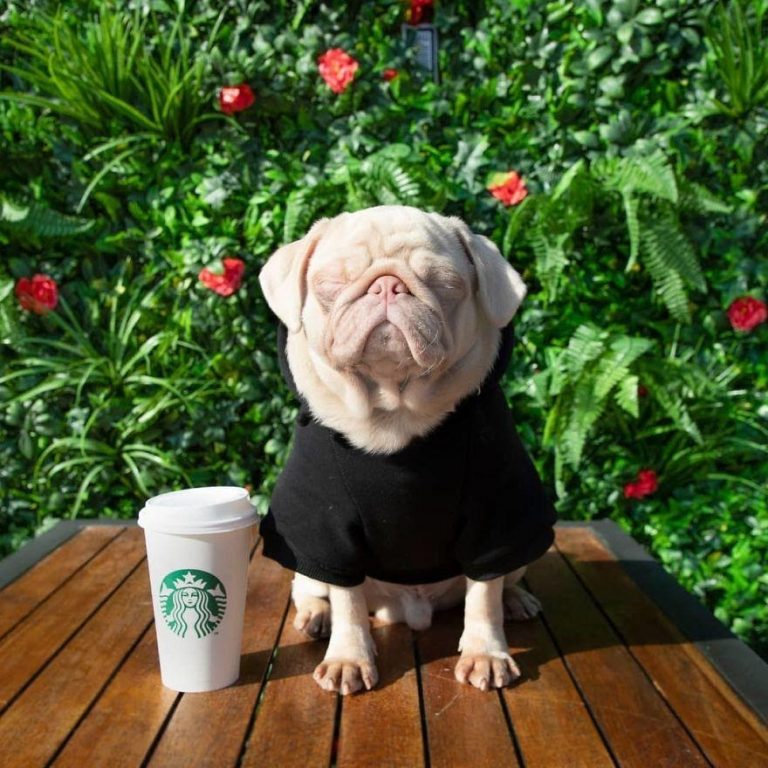 Meet Milkshake, the Rare Pink Pug Stealing Hearts on Instagram