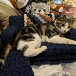 Crochet Cat Couches: People In Quarantine Are Learning A Fun Skill