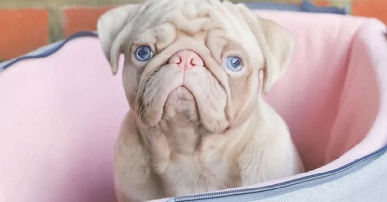 Meet Milkshake, the Rare Pink Pug Stealing Hearts on Instagram