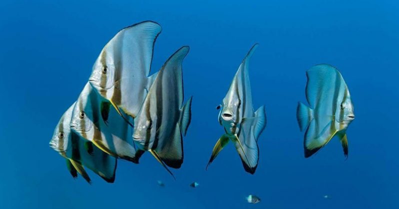 Fish recorded singing dawn chorus on reefs just like birds