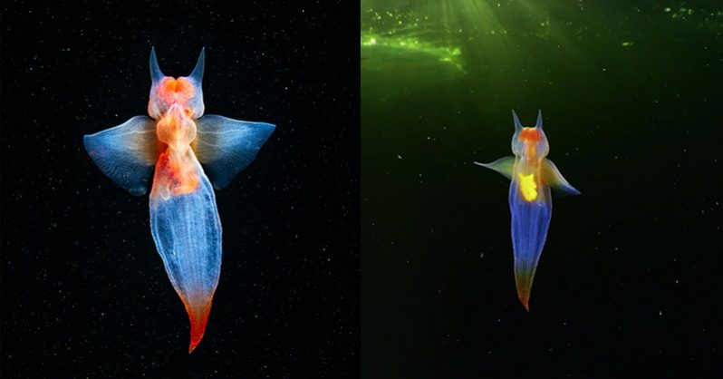 Diver Captures Rare Footage Of A Sea Angel Swimming Under The Ice