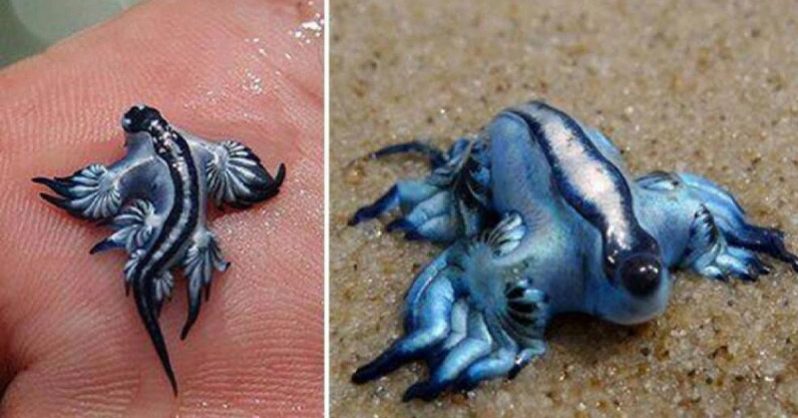 Venomous And Rare 'Blue Dragons' Sighted At Texas Beaches
