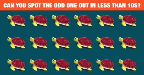 How Fast Can You Find The Odd Turtle In This Picture? : The Hearty Soul