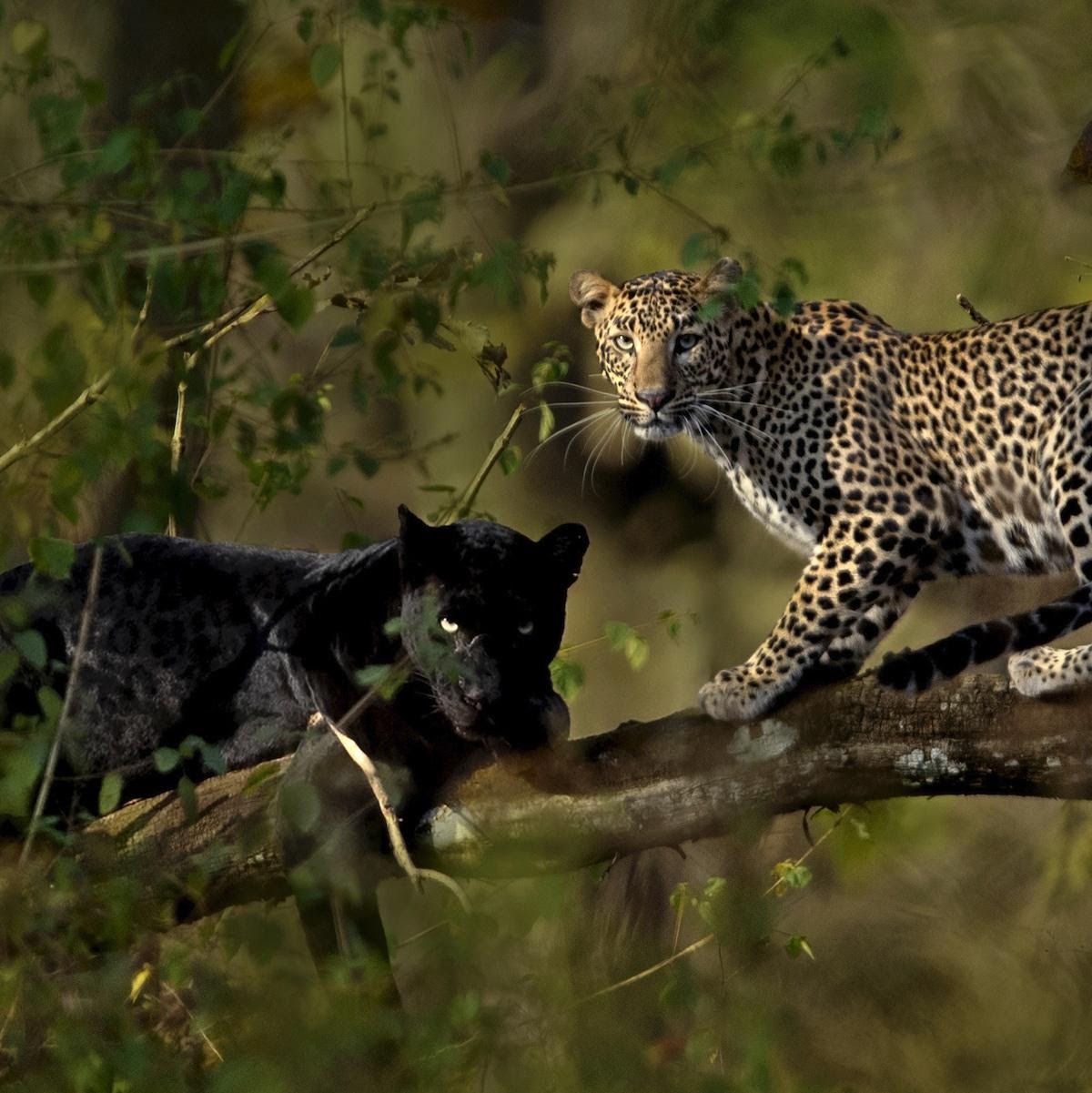 A leopard and a black panther were photographed together in a rare moment
