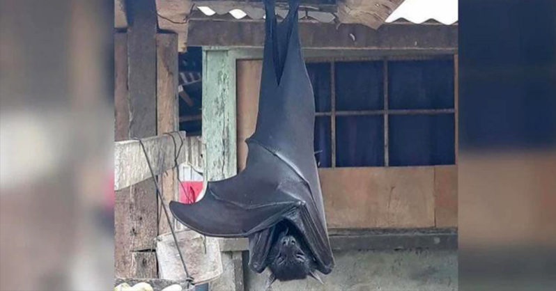 Giant Bats: What To Know About These Human Sized Bats