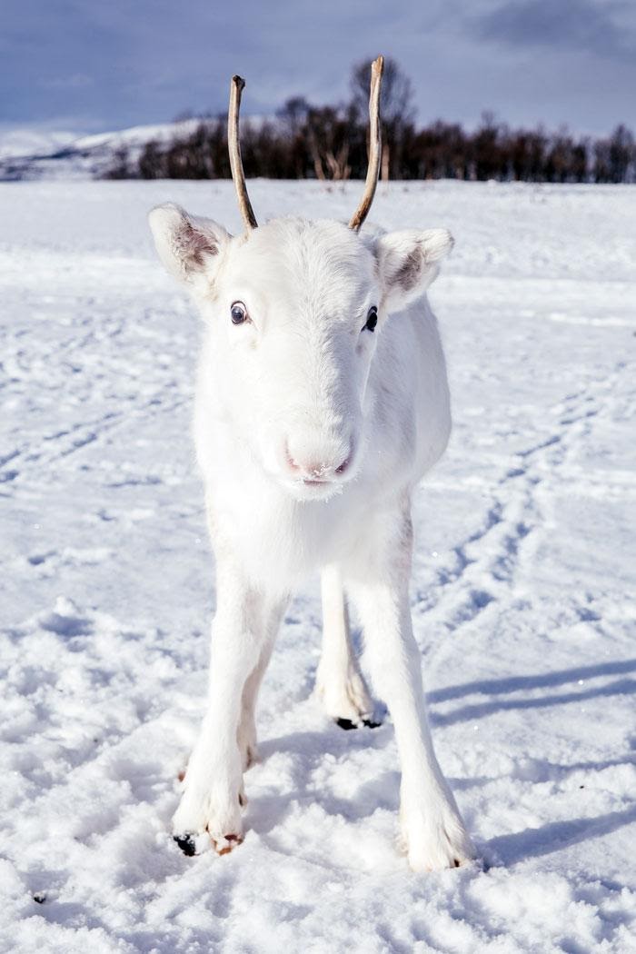 Photographs Of Rare White Baby Reindeer Shared By Photographer