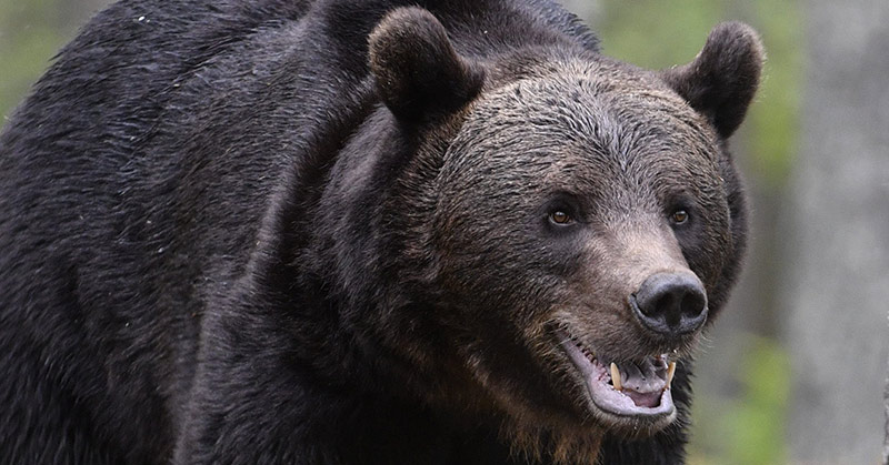 Hikers discover bear eating man at Great Smoky Mountains campsite