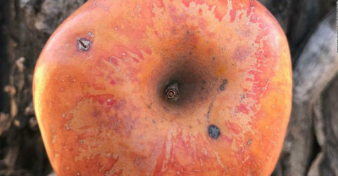 Colorado couple's 20-year search for extinct fruit finally pays off