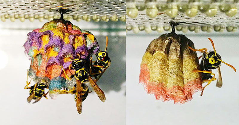 When Wasps Are Given Colored Paper, They Build Rainbow Nests