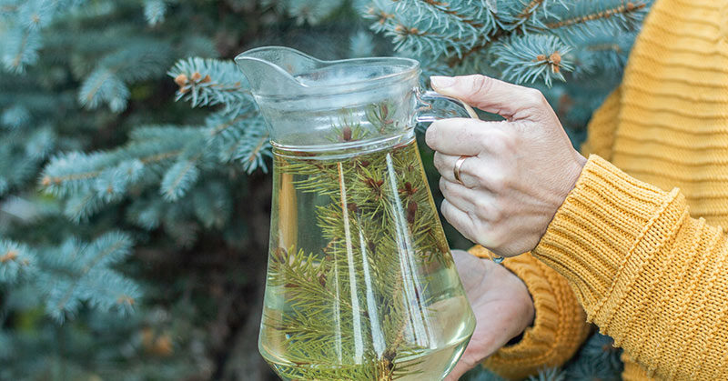 6 Medicinal Trees You Can Grow In Your Yard