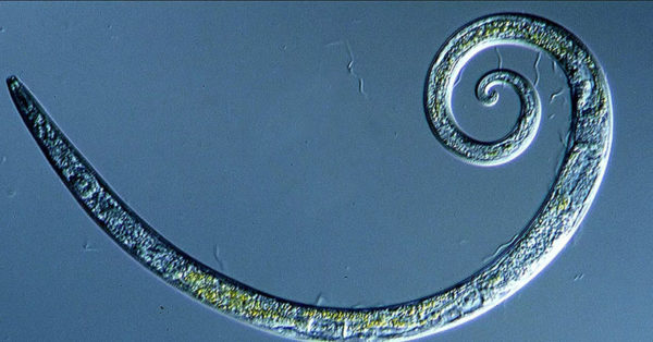 Worms Revived After 42,000 Years In Siberian Permafrost