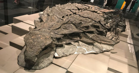 Dinosaur ‘Mummy’ Is So Well-Preserved It Even Has The Skin And Guts Intact