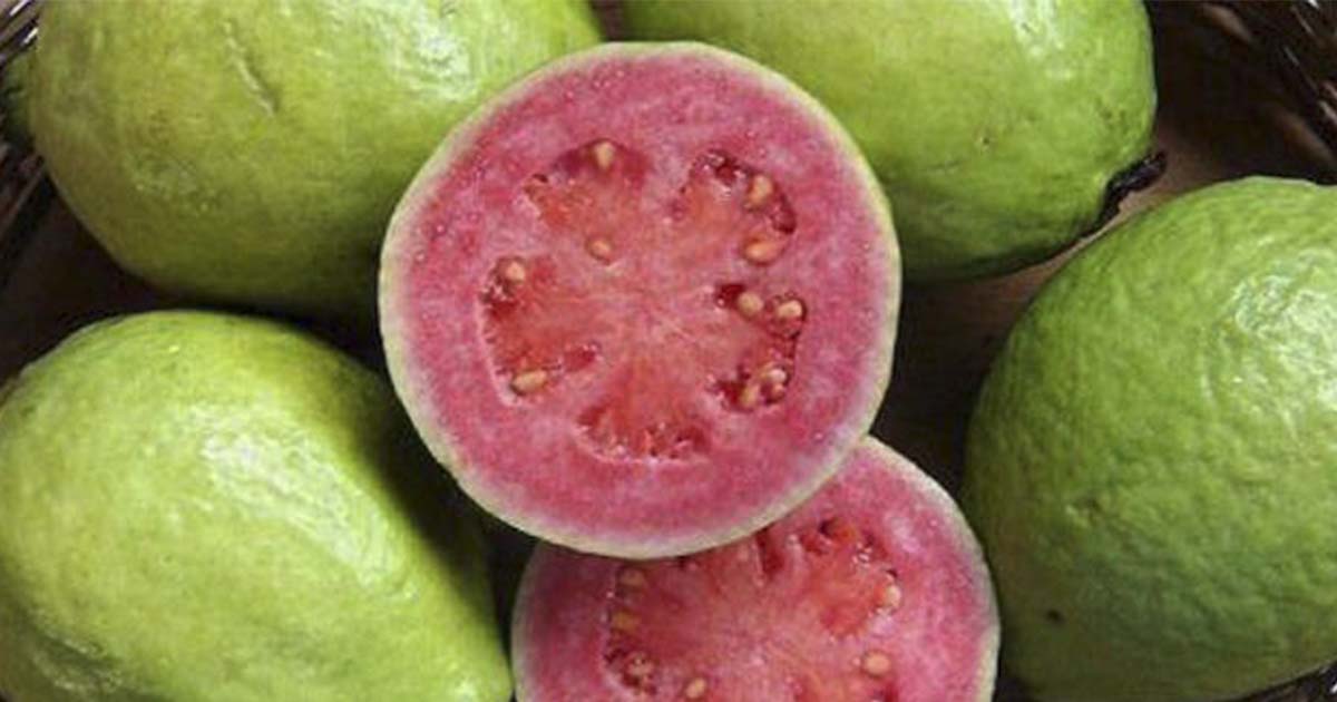 6 Reasons Why Guava Should Be a Part of Your Day