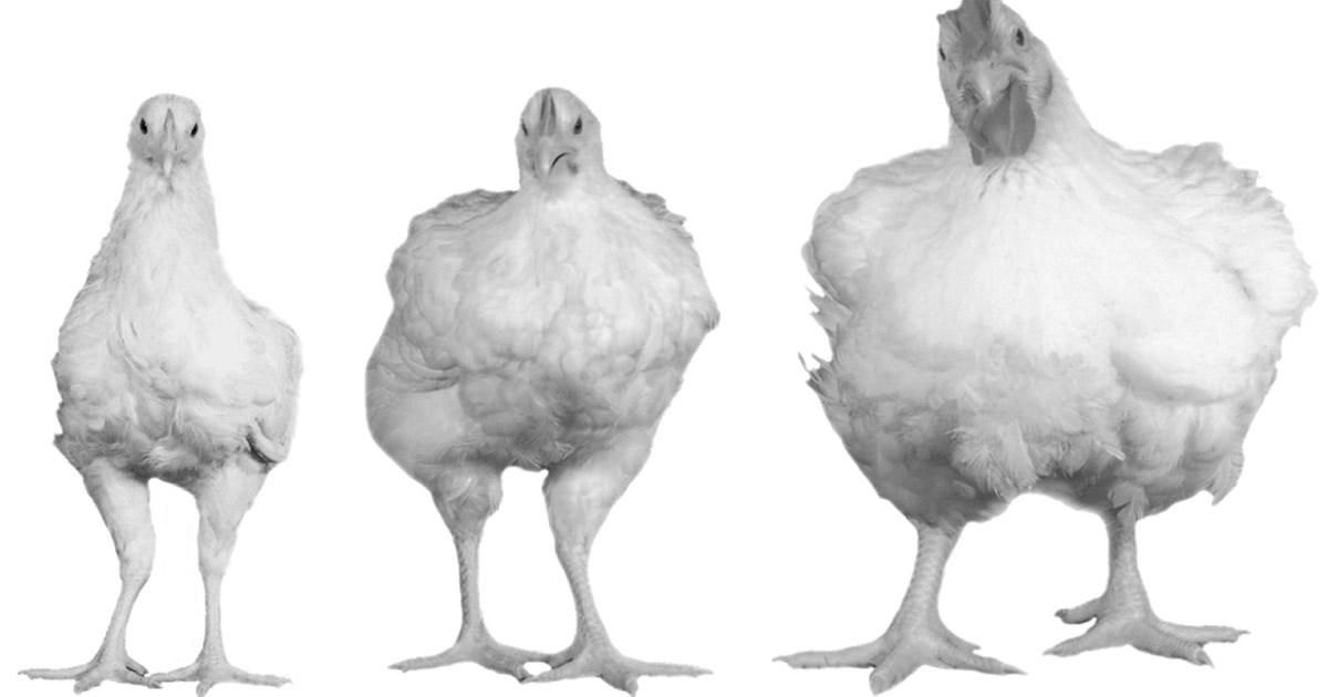 Why have chickens gotten so much larger since the 1950s?