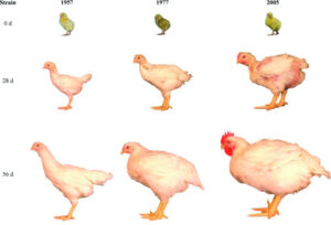 Why have chickens gotten so much larger since the 1950s?
