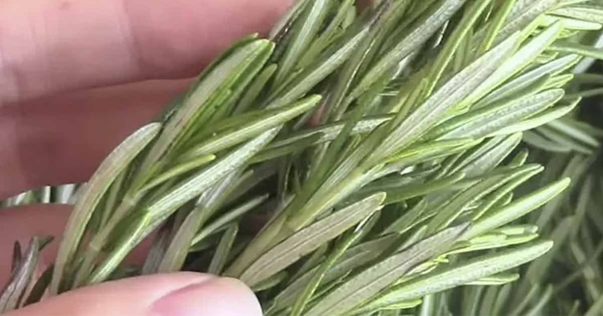 Rosemary: The Brain Boosting Herb