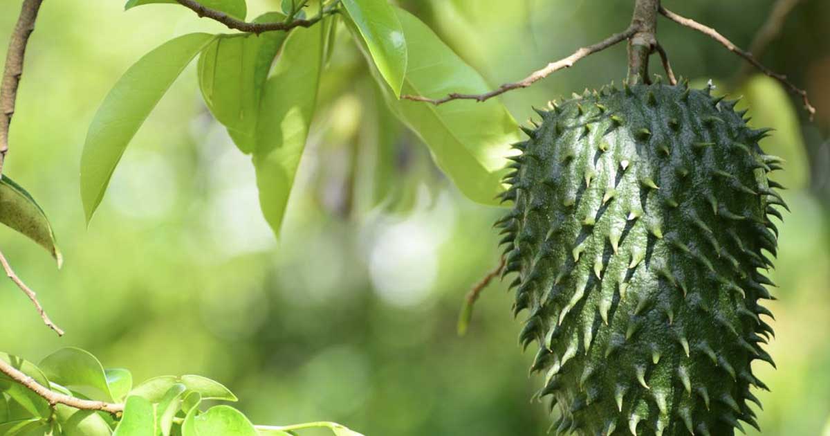 Graviola, The Antioxidant Super Fruit You've Never Heard Of