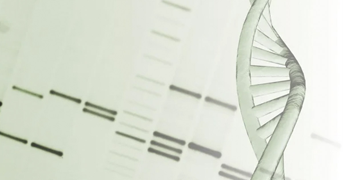 Chemical found in common sweetener damages DNA