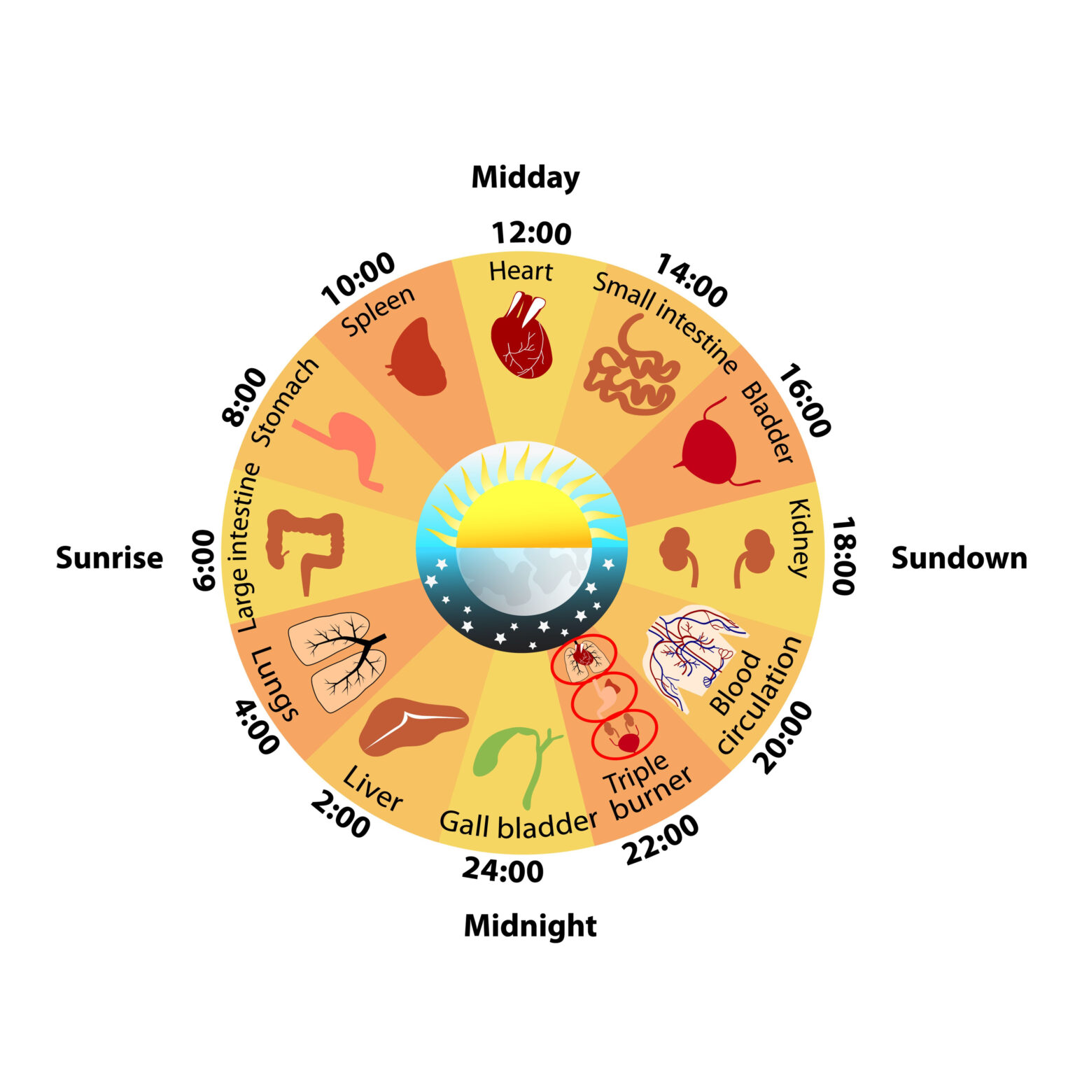 Chinese Body Clock: What Does It Mean When You Wake Up at Certain Times?