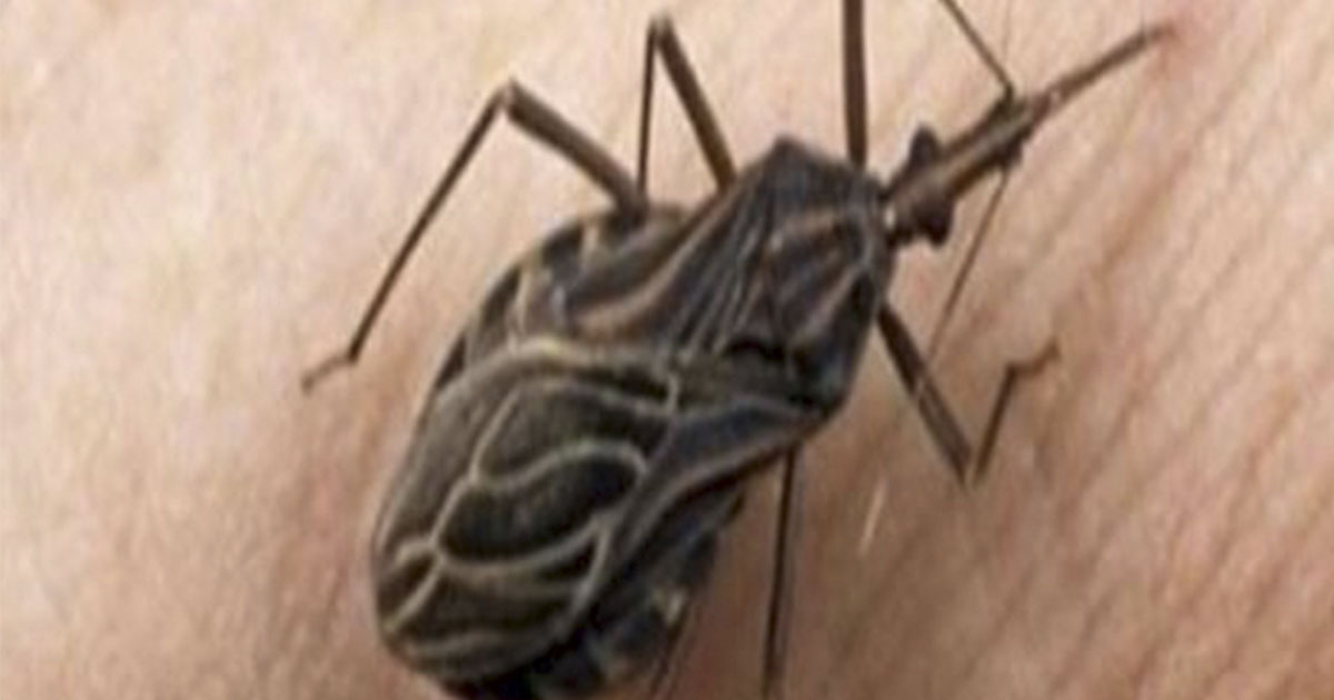 They come out at night and silently give victims Chagas Disease